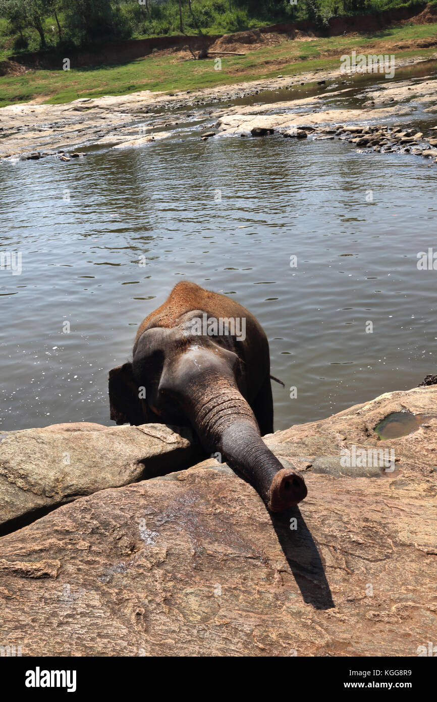 Pinnawala Central Province Sri Lanka Pinnawala Elephant Orphanage ...