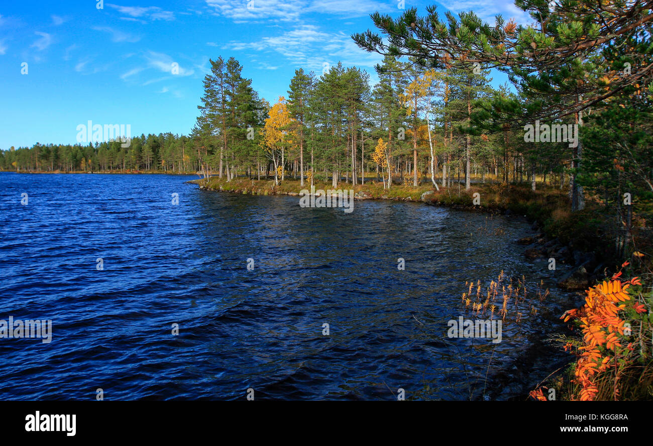 Forest and lake in the taiga area. Reed, creepers and trunks on the ...