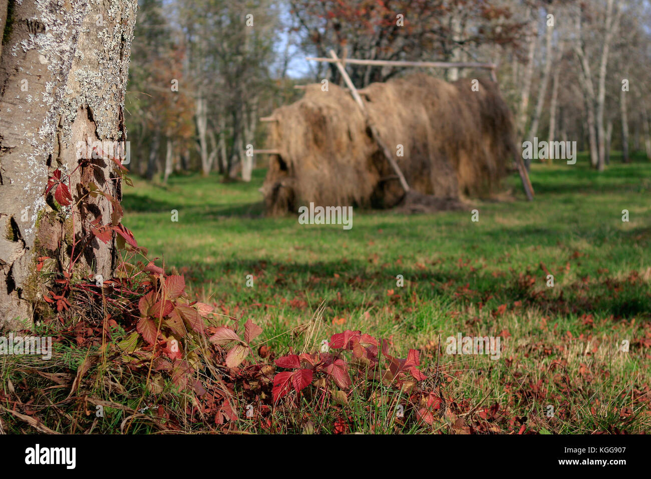 Hay fence on an old-fashioned meadow. Colorful leaves this side the ...