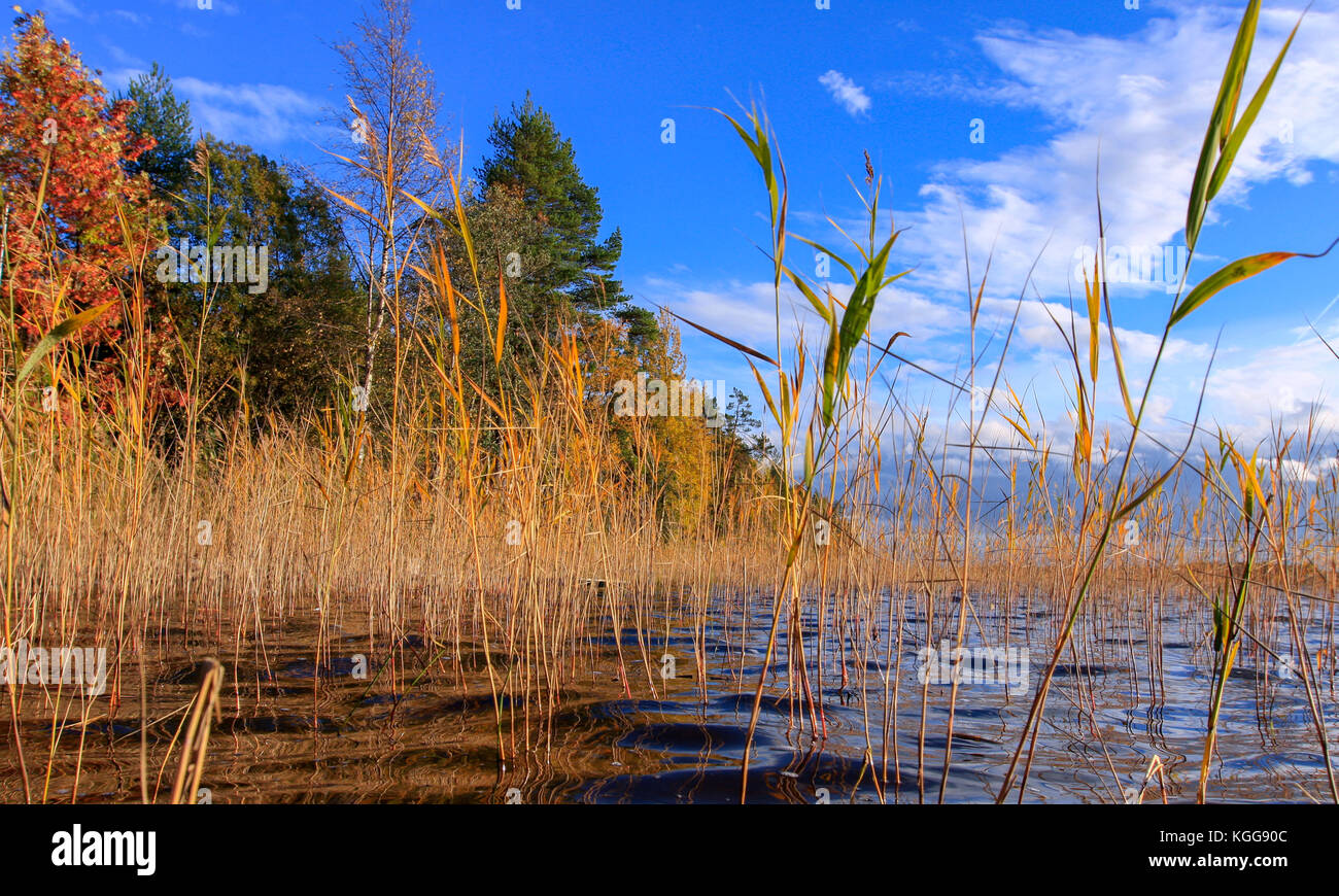 Low angle this side the reed. Trees and colorful shore in the ...