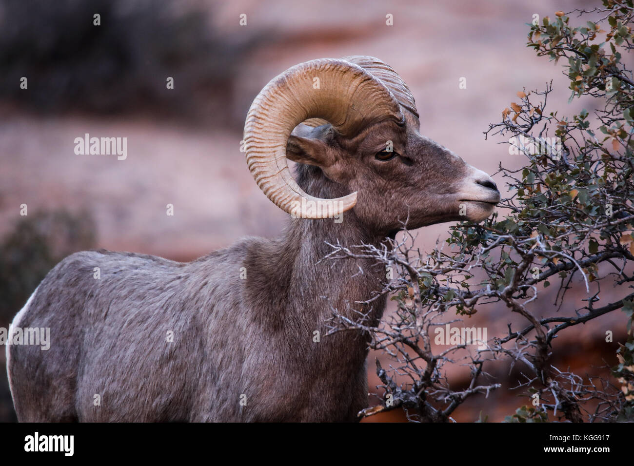 One Bighorn Sheep Ram Eating from a Tree. Zion National Park, Utah ...