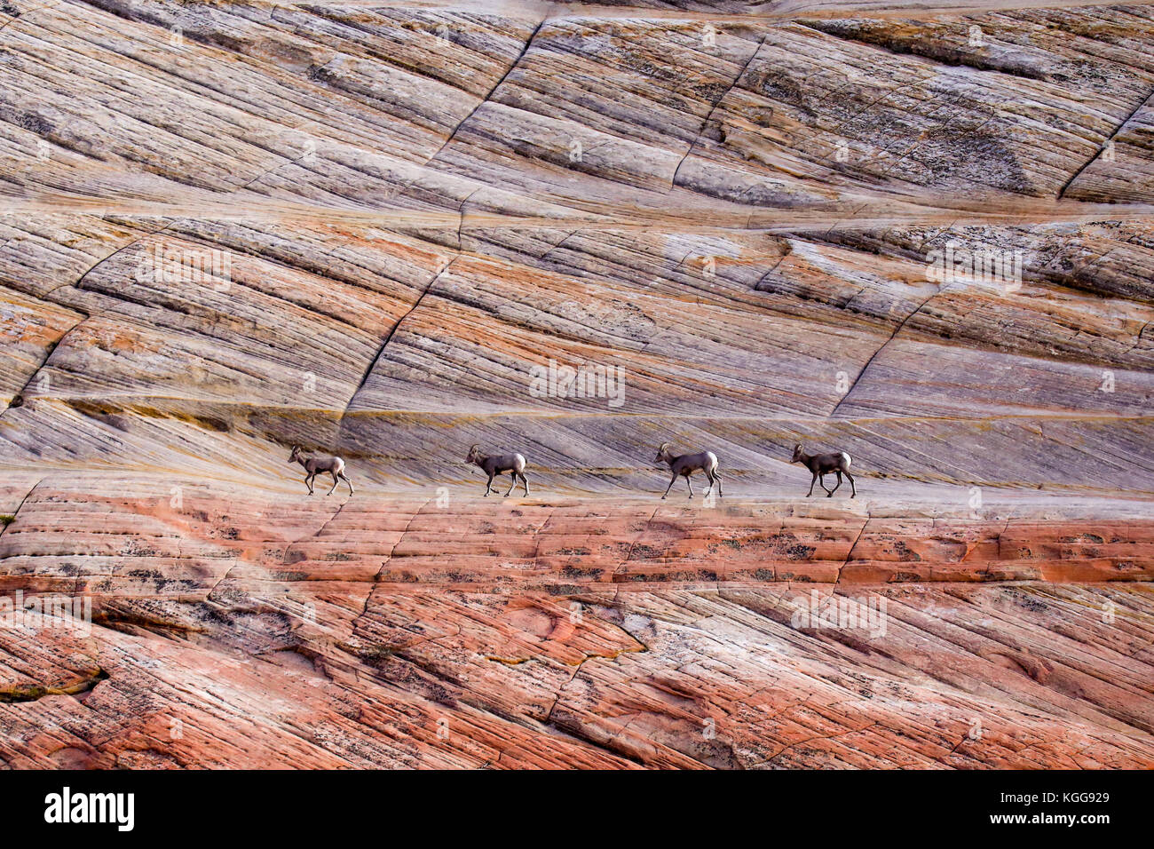 Desert bighorn sheep ram hi-res stock photography and images - Alamy