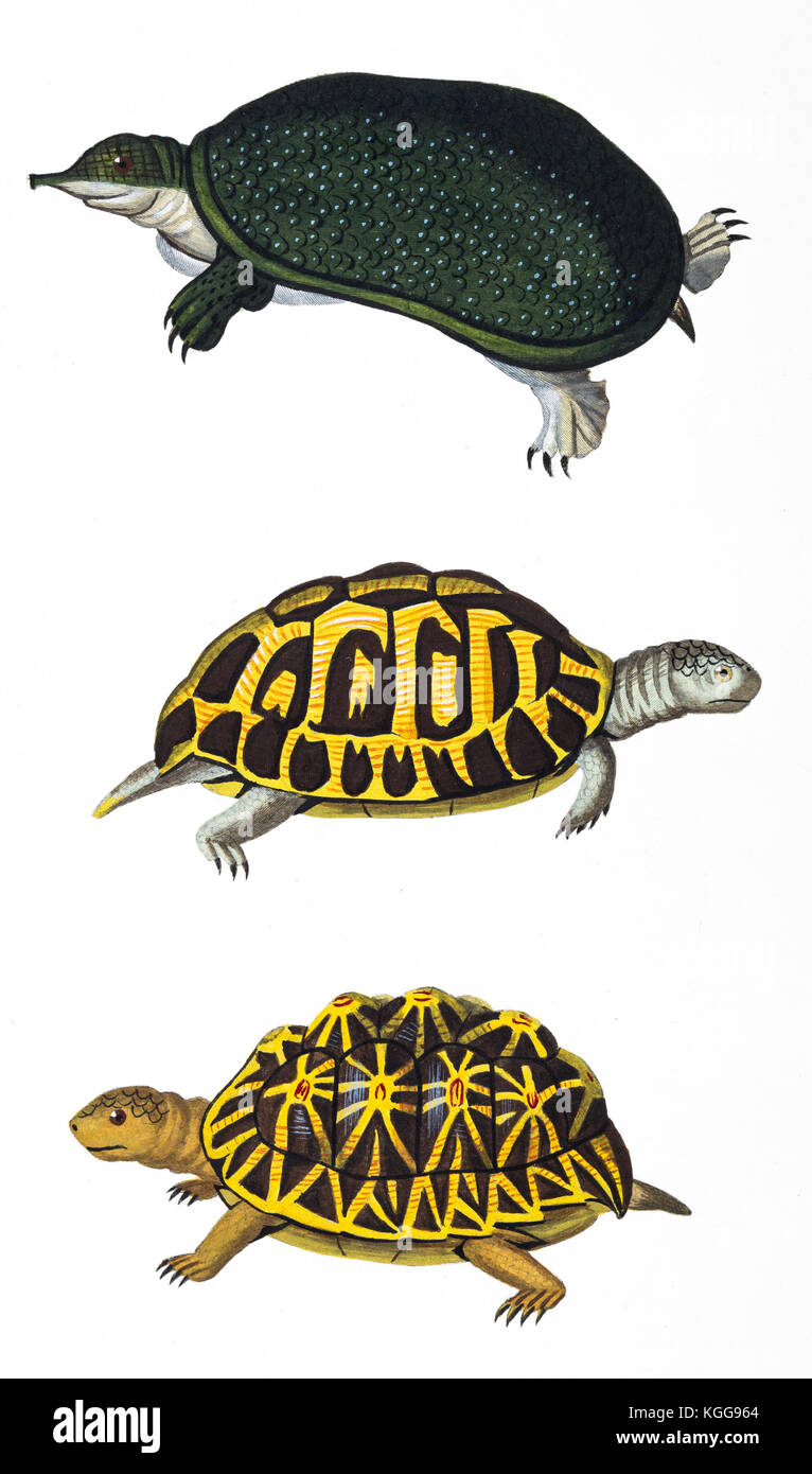 Animals Bufon 1819 turtles reptile amphibian Stock Photo - Alamy