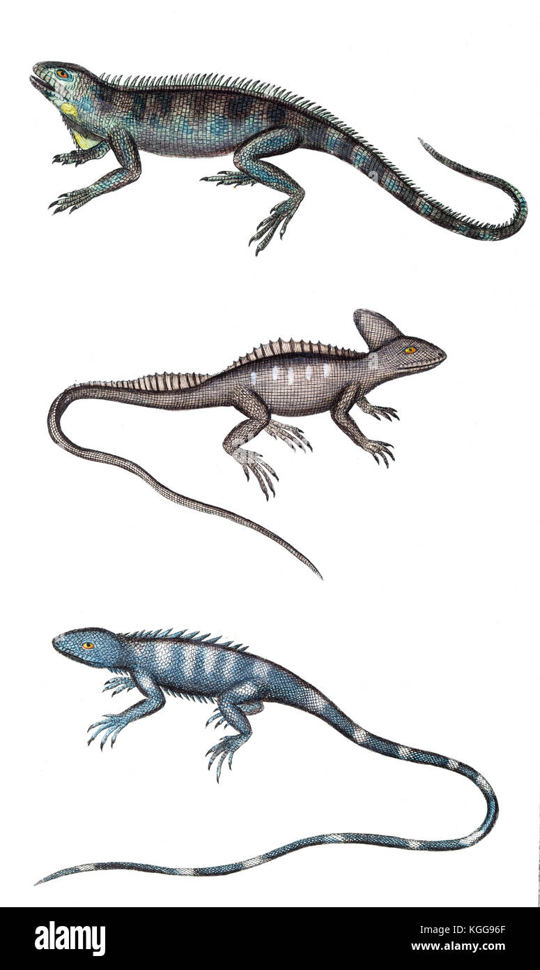 Lizards and frog hi-res stock photography and images - Alamy