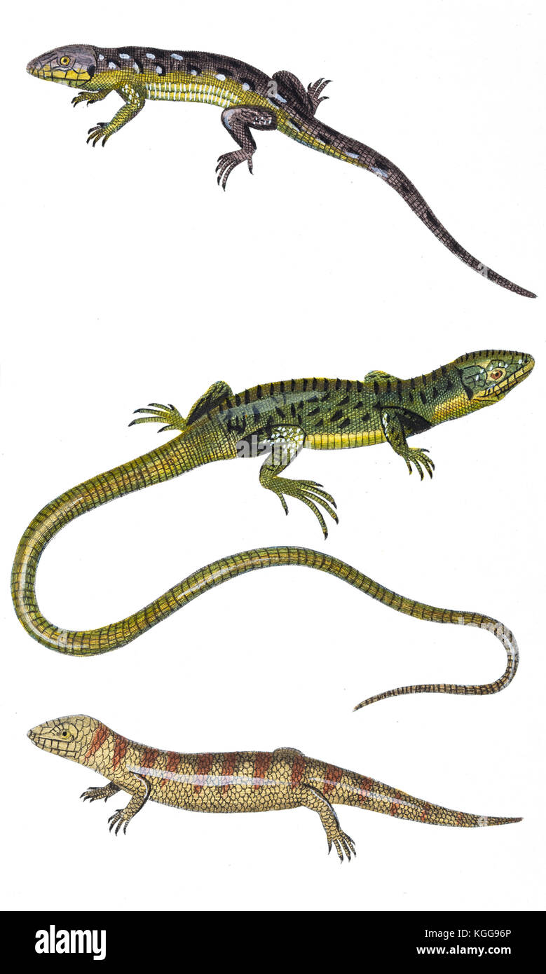 Animals Bufon 1819 lizards reptile amphibian Stock Photo - Alamy