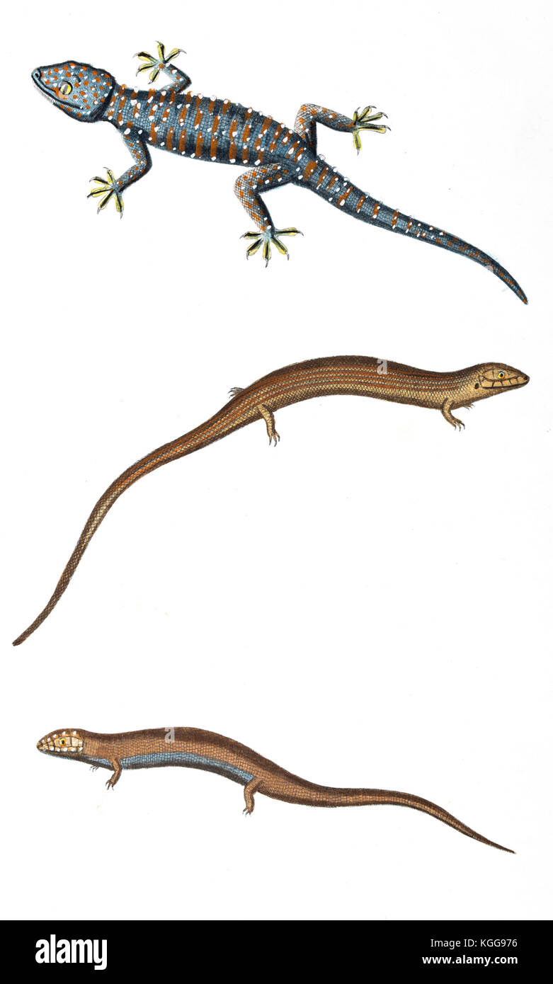 Lizards and frog hi-res stock photography and images - Alamy