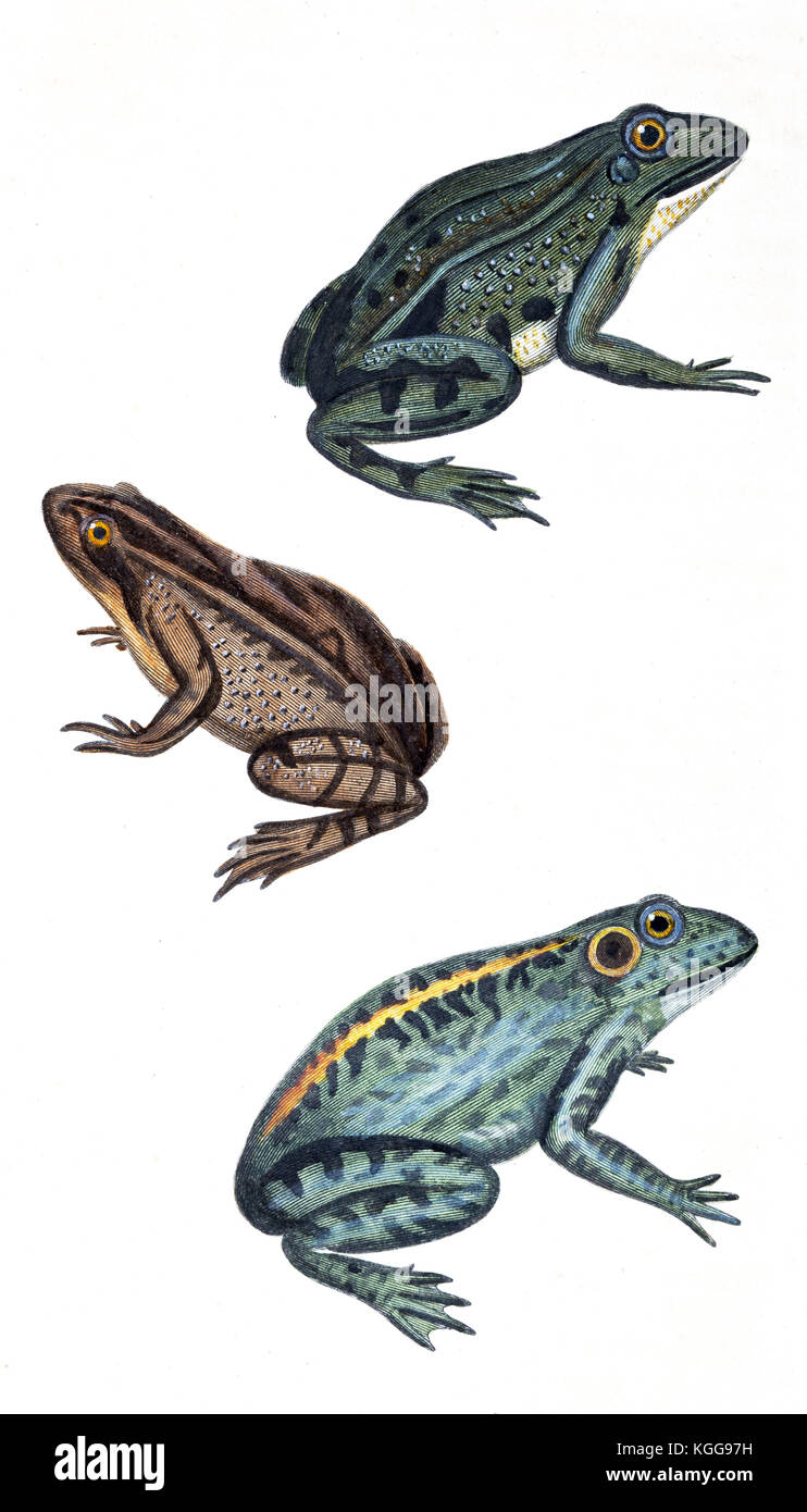 Majestic wild animals Cut Out Stock Images & Pictures - Alamy