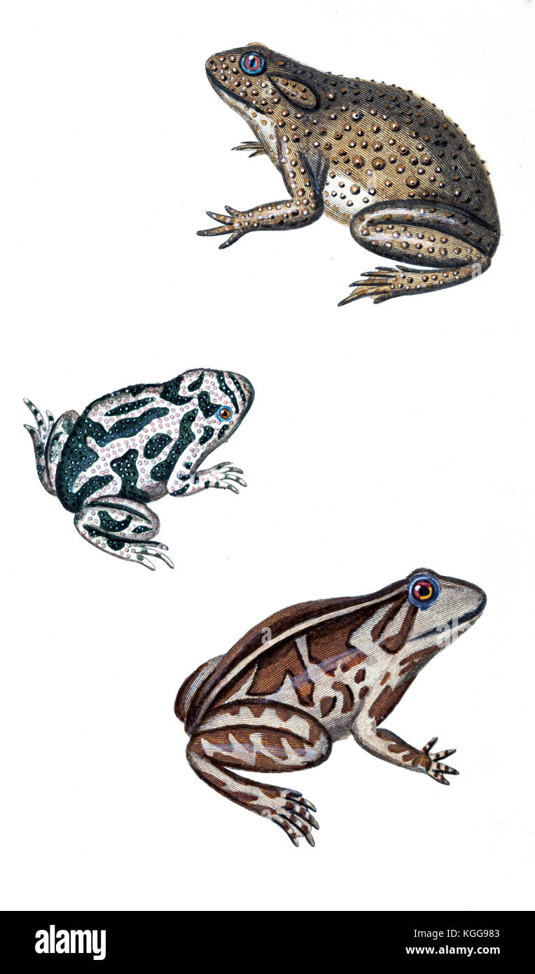 Animals Bufon 1819 frogs reptile amphibian Stock Photo - Alamy