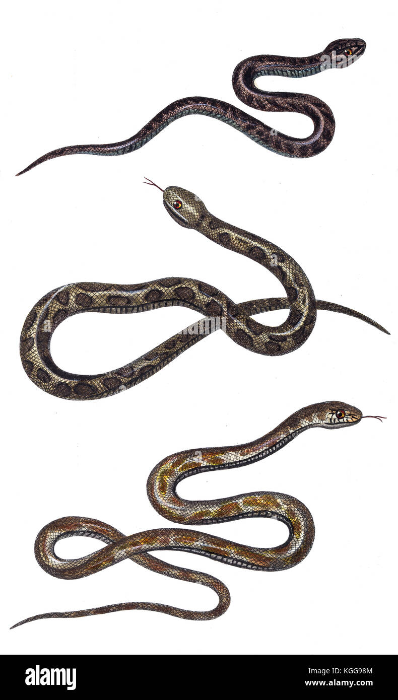 Animals Bufon 1819 snakes reptile amphibian Stock Photo - Alamy