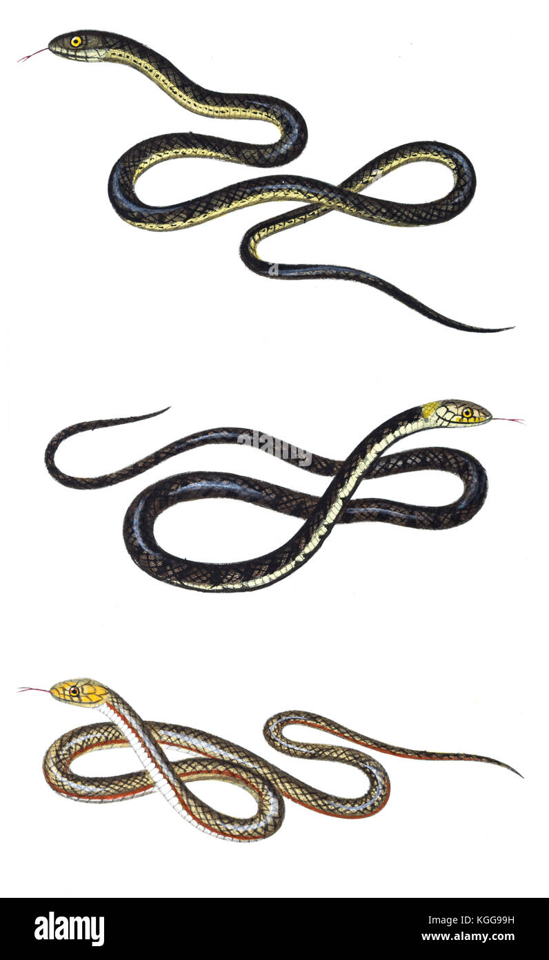Animals Bufon 1819 snakes reptile amphibian Stock Photo - Alamy