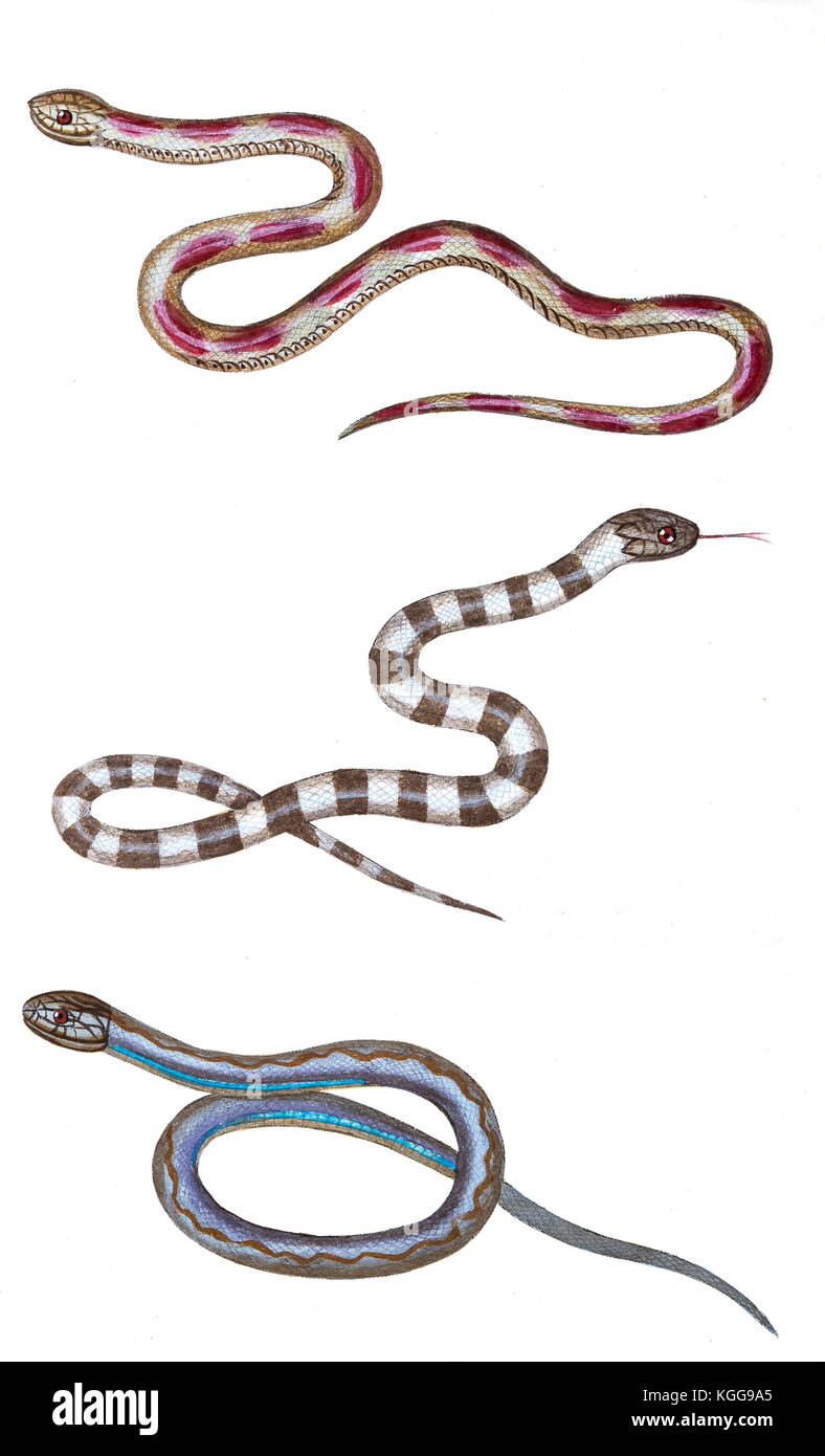 Vintage art illustration snakes Cut Out Stock Images & Pictures - Alamy
