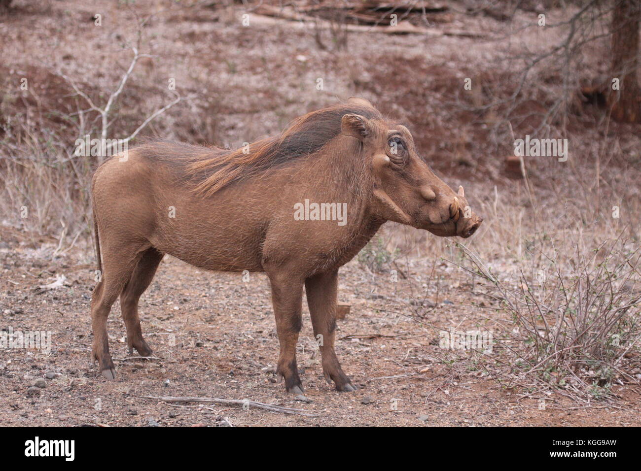 South African wildlife Stock Photo - Alamy