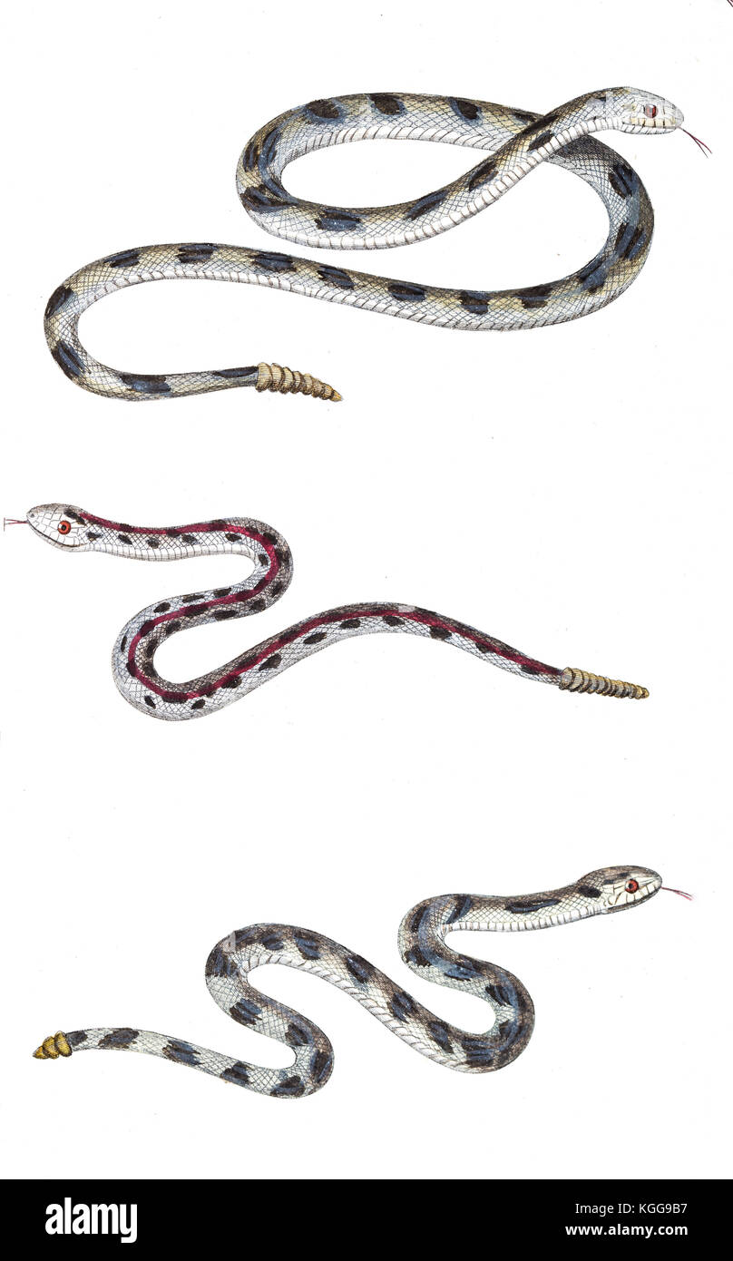 Animals Bufon 1819 snakes reptile amphibian Stock Photo - Alamy