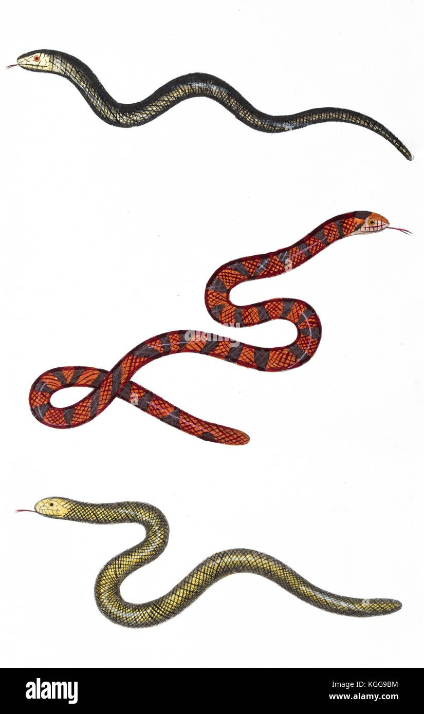 Animals Bufon 1819 snakes reptile amphibian Stock Photo - Alamy