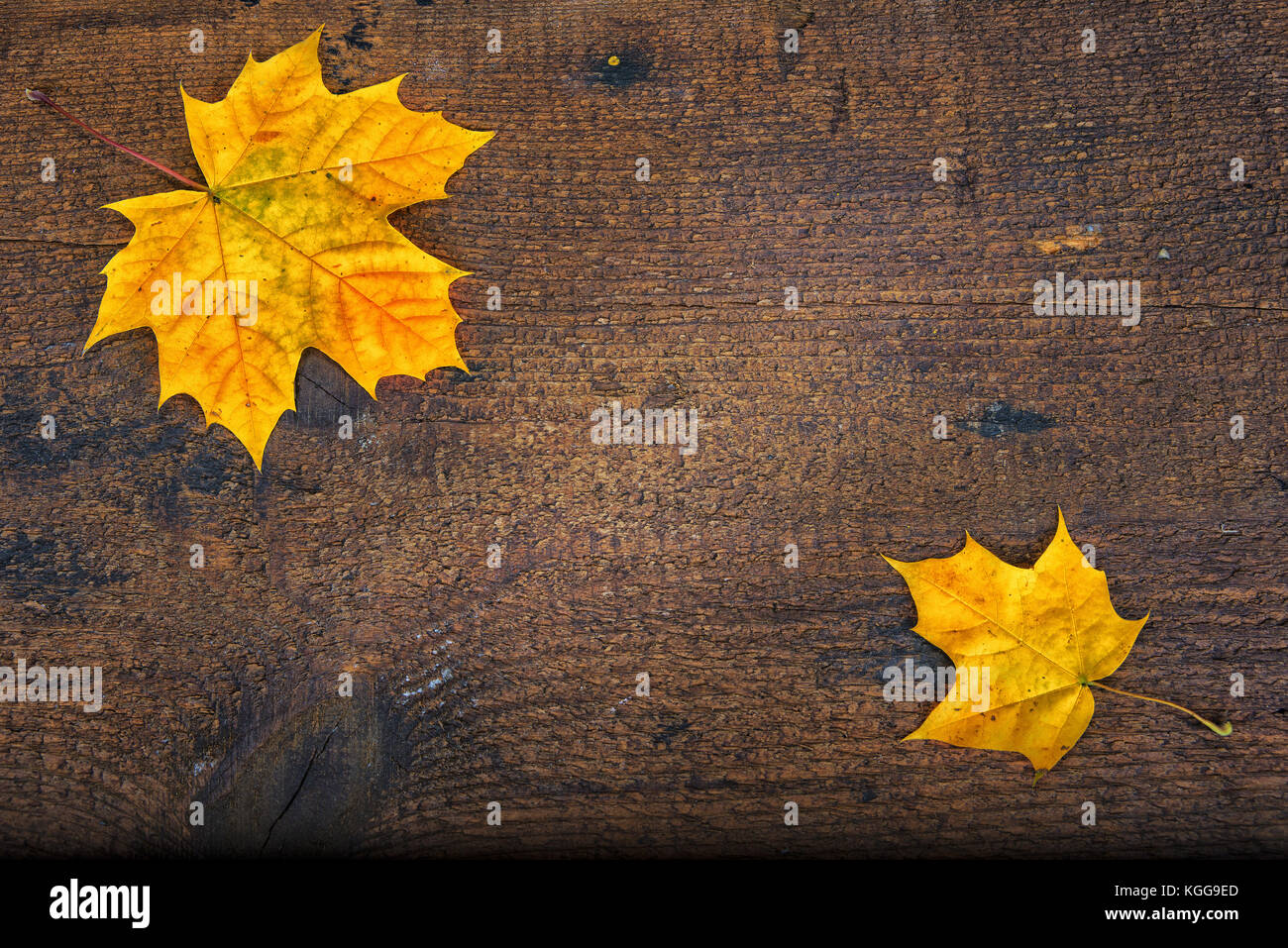 Colorful leaves in the fall on wooden board. Autumn scene Stock Photo ...