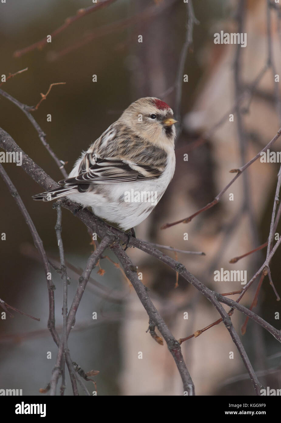 Redpol hi-res stock photography and images - Alamy