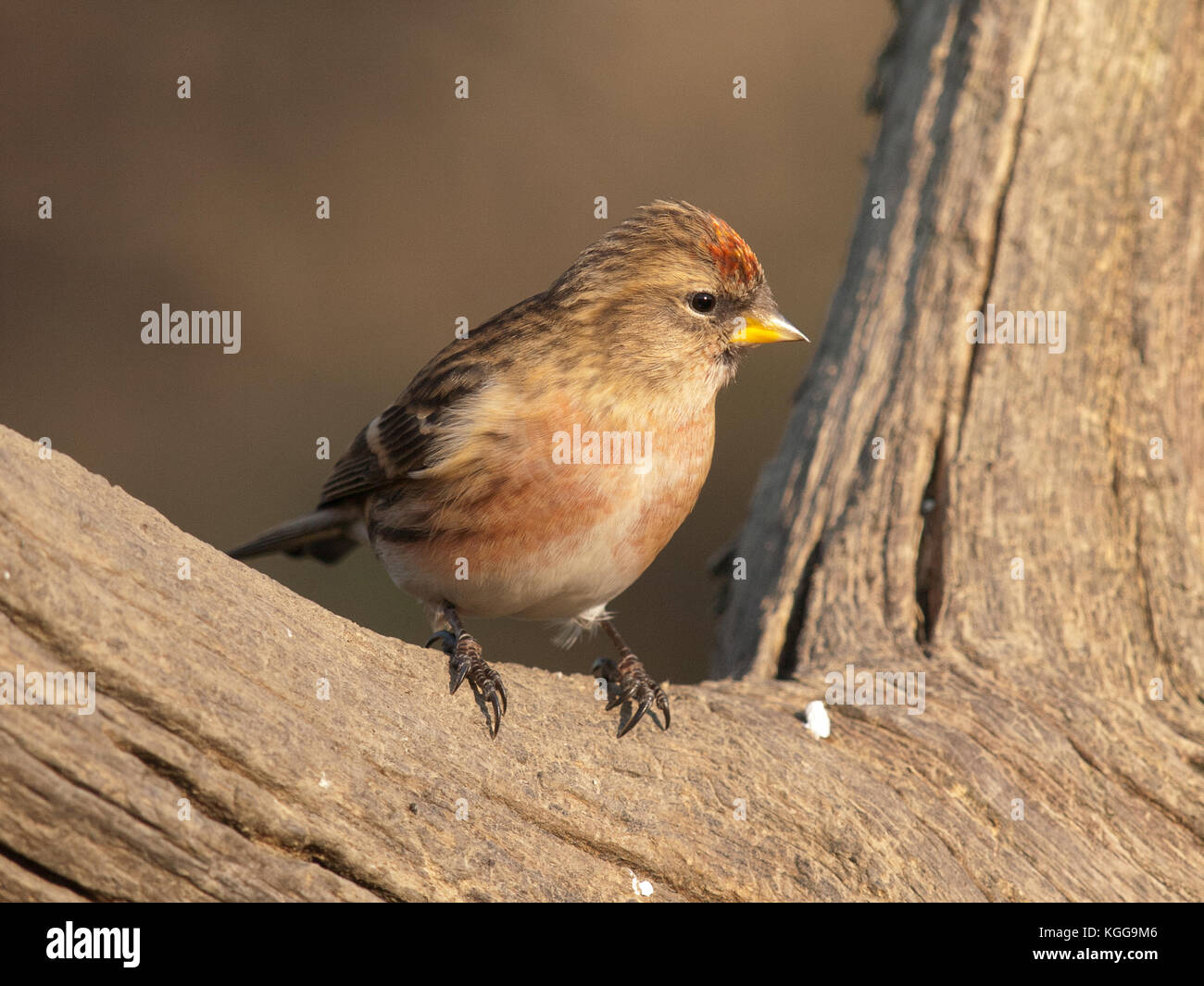 Common Redpol (Carduelis flammea Stock Photo - Alamy