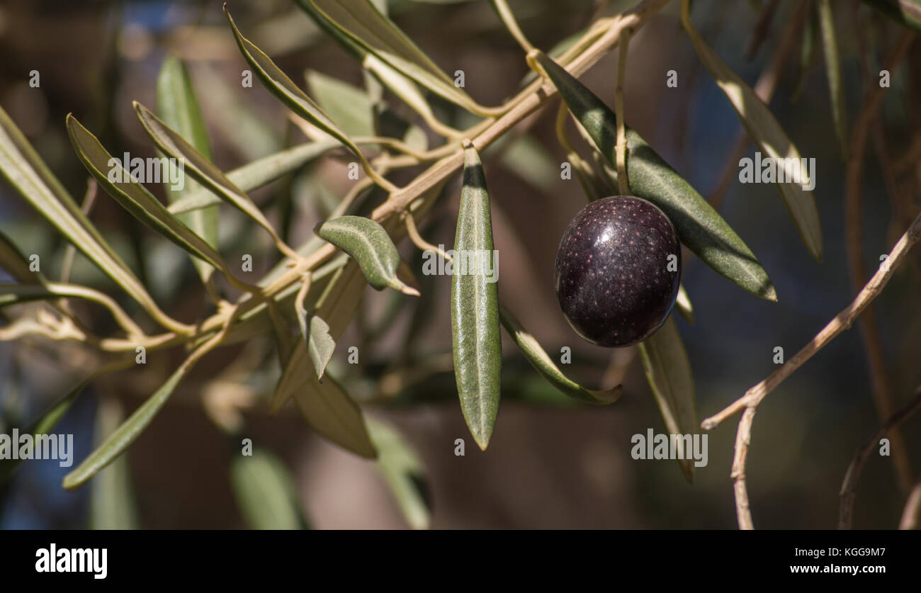 Olive on branch hi-res stock photography and images - Alamy
