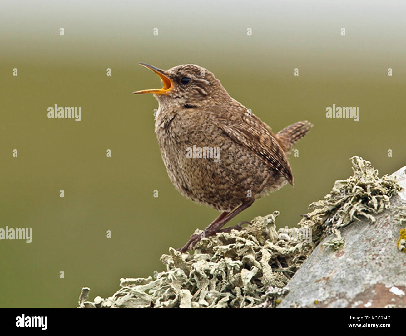Shetland wren hi-res stock photography and images - Alamy