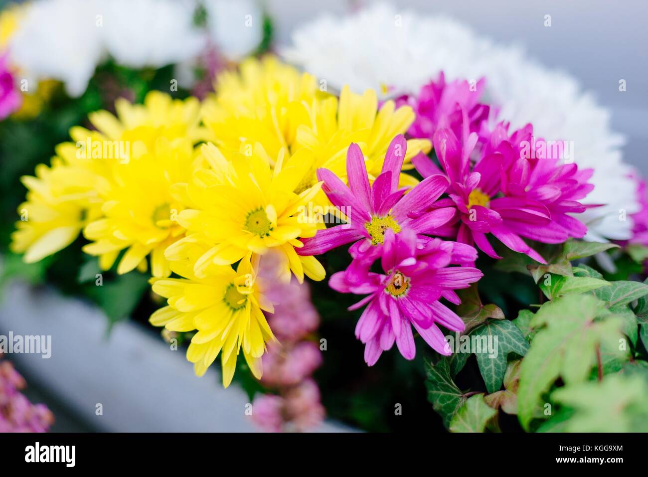 Yellow and violet gerbera daisies outdoor Stock Photo - Alamy