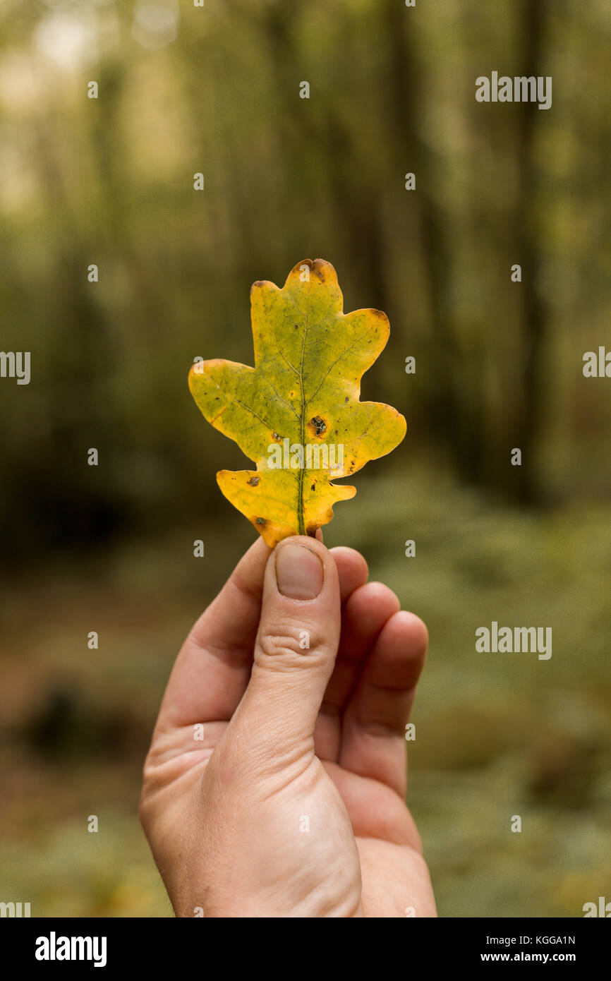 A hand holding up a vibrant colour autumn leaf Stock Photo - Alamy