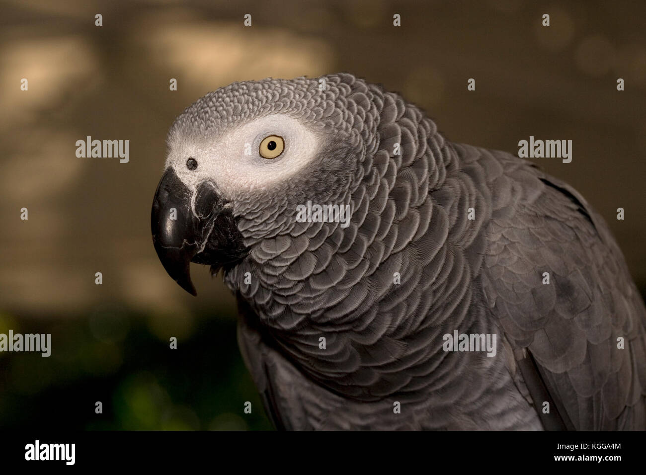 Congo african gray parrot hi-res stock photography and images - Alamy