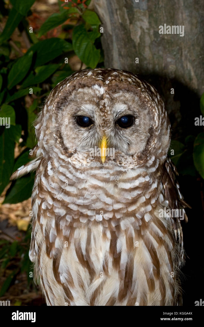 North american barred owl hi-res stock photography and images - Alamy