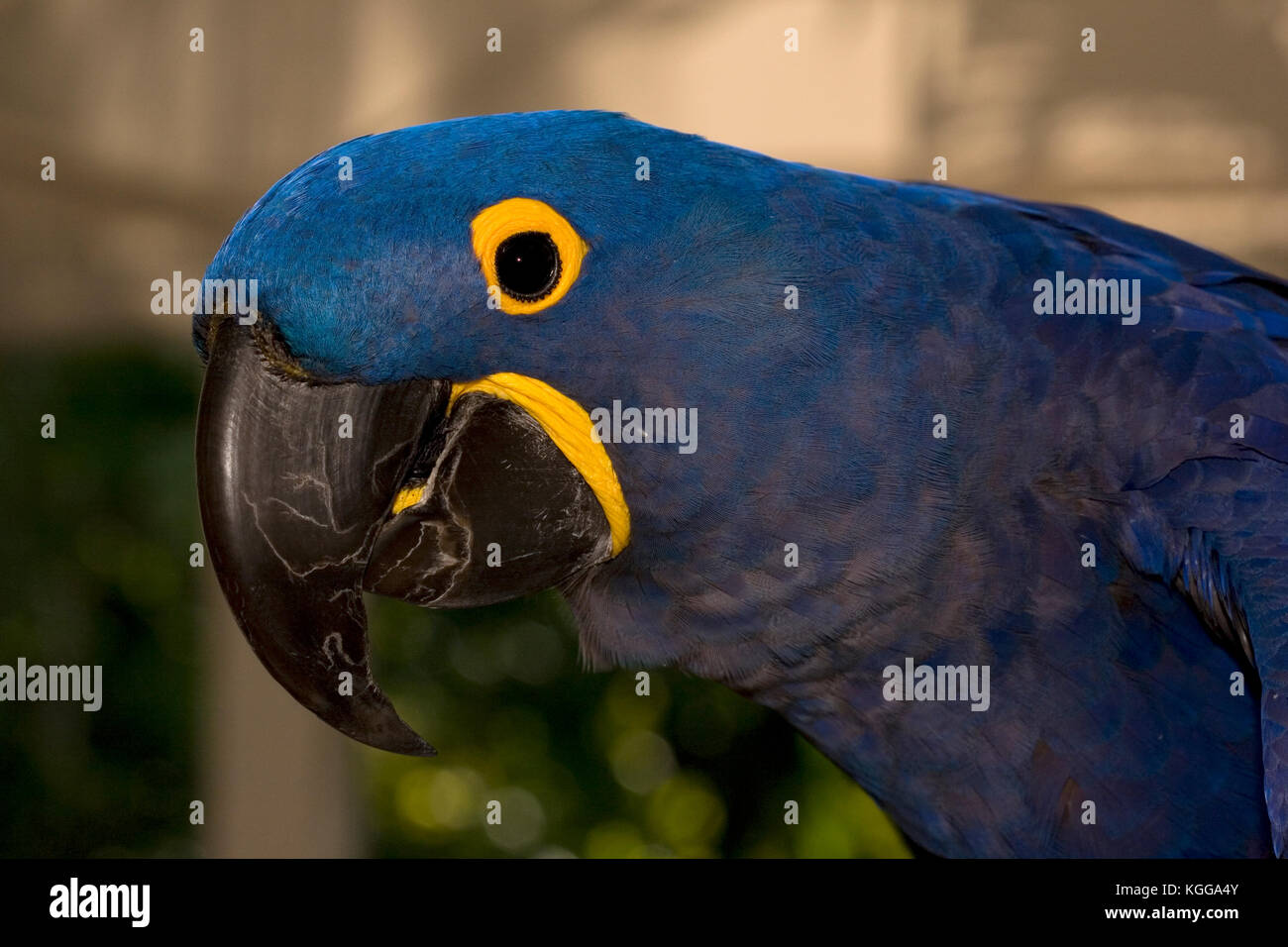 Hyacinth Macaw, Anodorhynchus hyacinthinus Stock Photo - Alamy