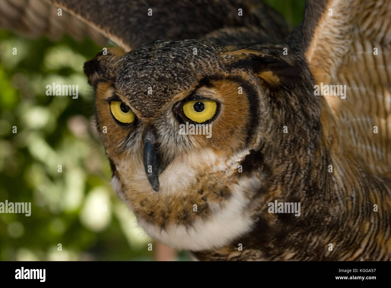 Great Horned Owl, Bubo virginianus Stock Photo - Alamy