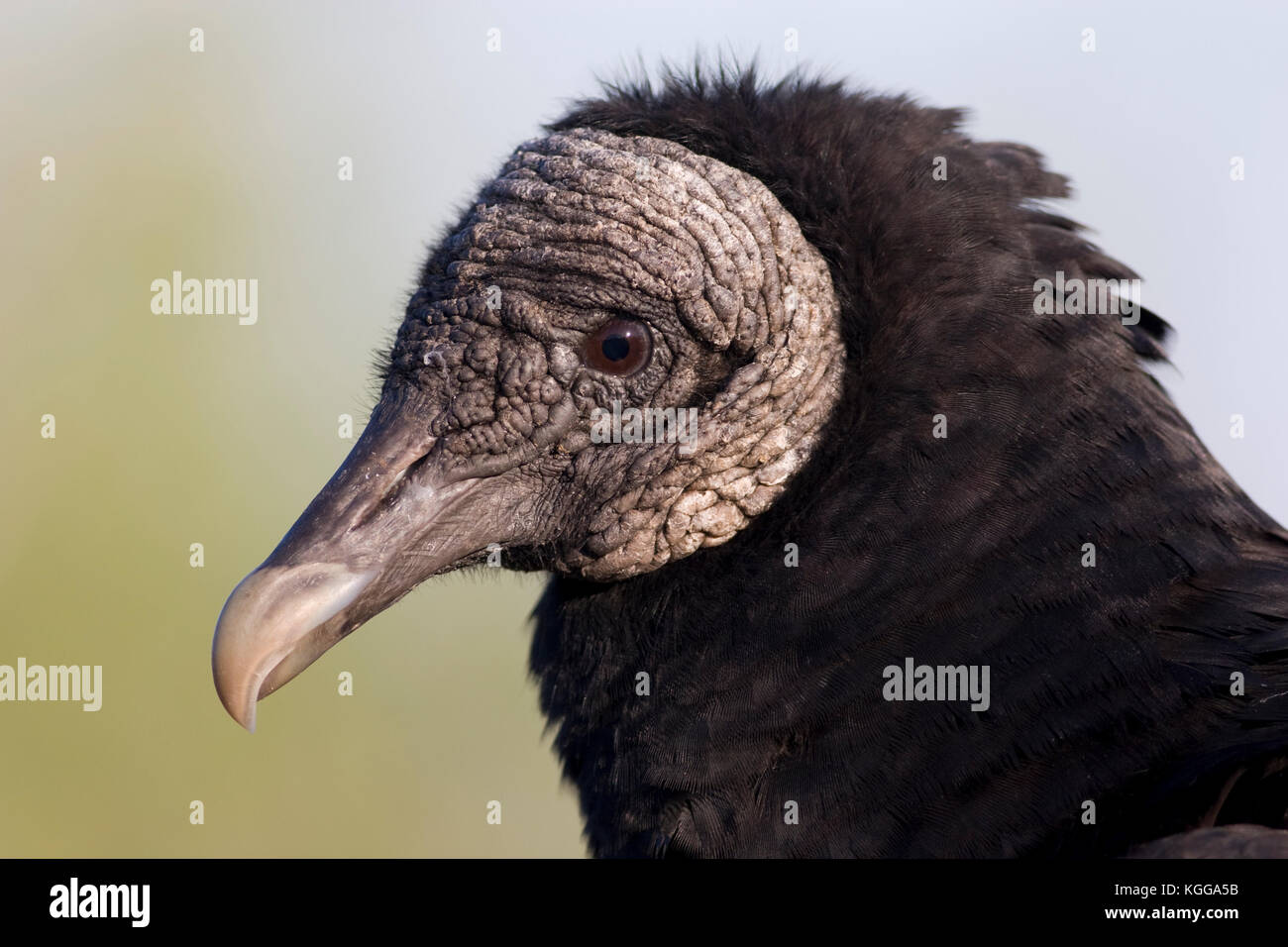 Portrait of a Black Vulture, Coragyps atratus, also known as the ...