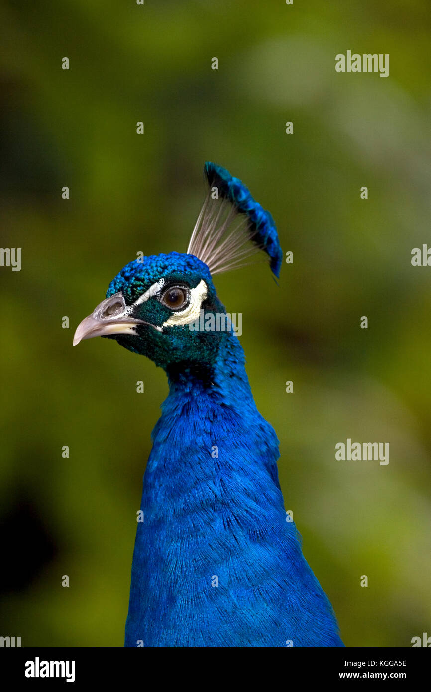 Peacock face hi-res stock photography and images - Alamy
