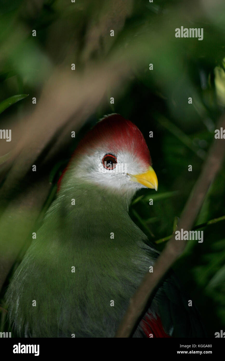 Purple crested turaco hi-res stock photography and images - Alamy