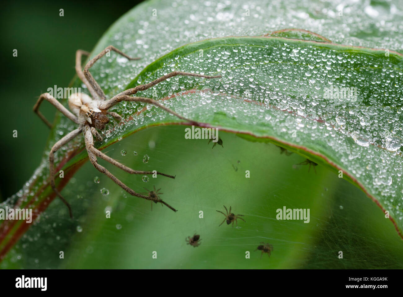 Spiderlings hi-res stock photography and images - Alamy