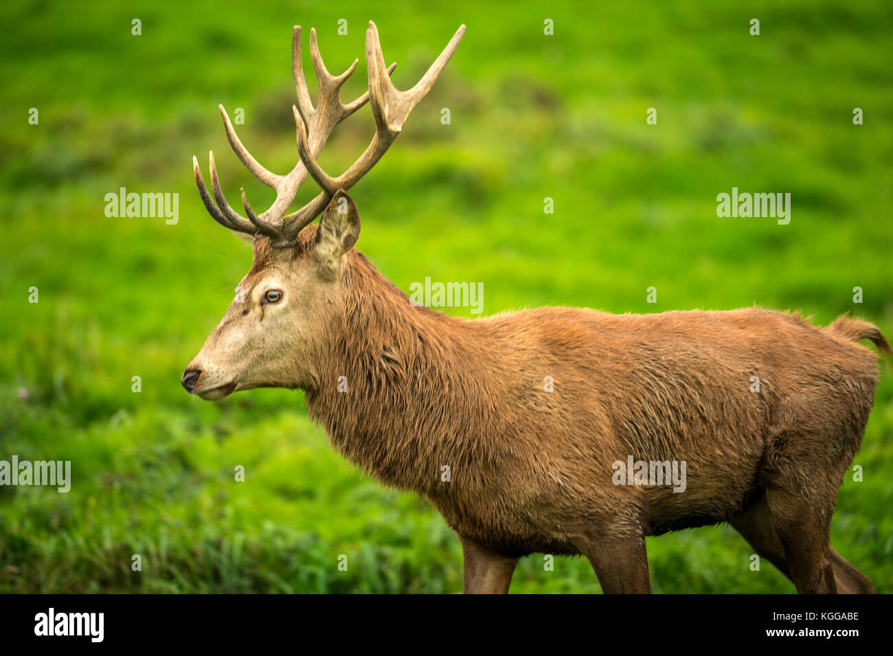 Autumn Red Deer Rut.Image sequence depicting scenes around male Stag's ...