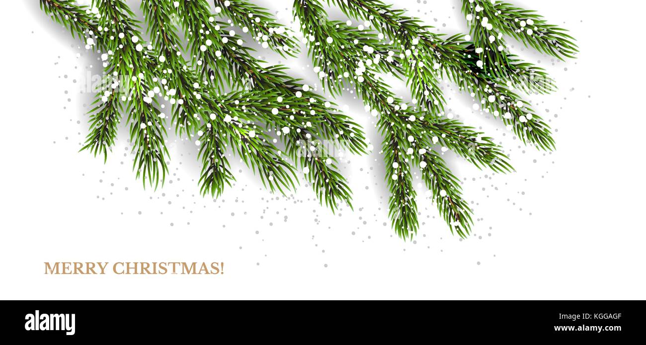 Traditional christmas holiday evergreen Stock Vector Images - Alamy