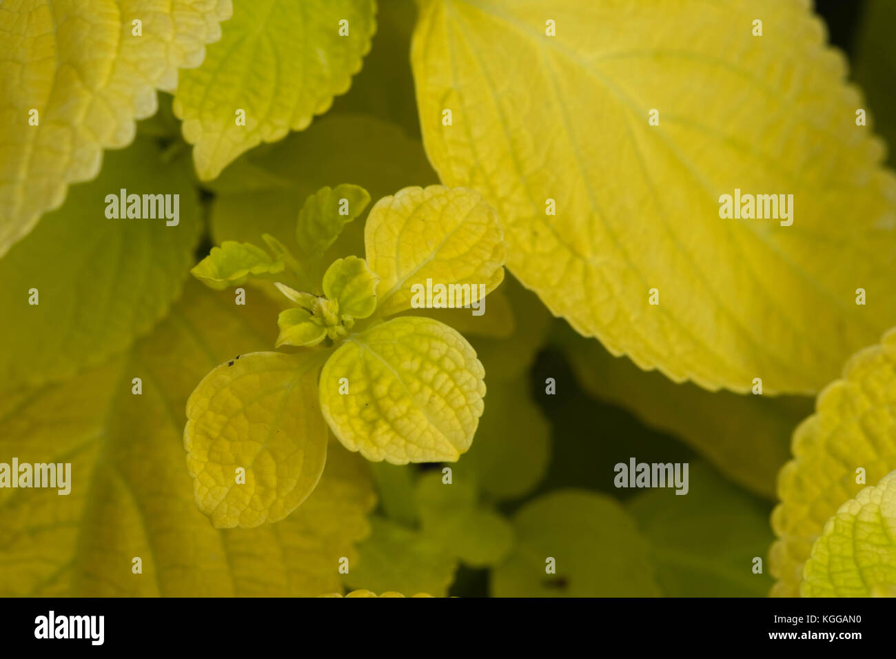 Plectranthus scutellarioides , lemon dash, compact low growing cultivar ...