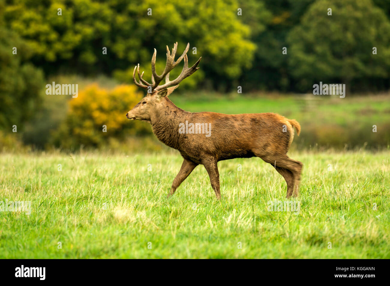 Autumn Red Deer Rut.Image sequence depicting scenes around male Stag's ...