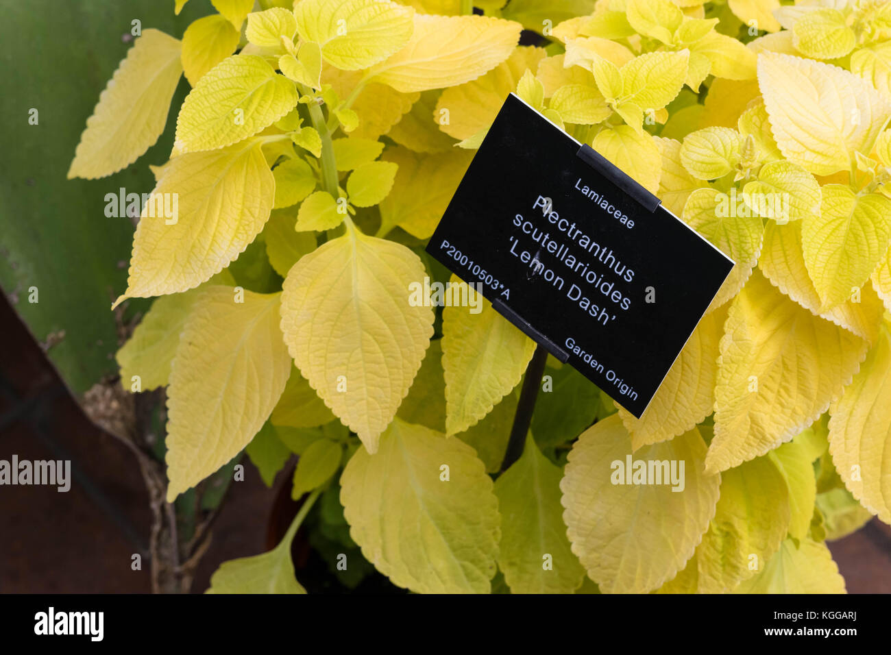 Plectranthus scutellarioides , lemon dash, compact low growing cultivar ...