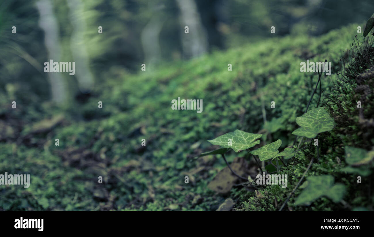 Ivy in forest hi-res stock photography and images - Alamy