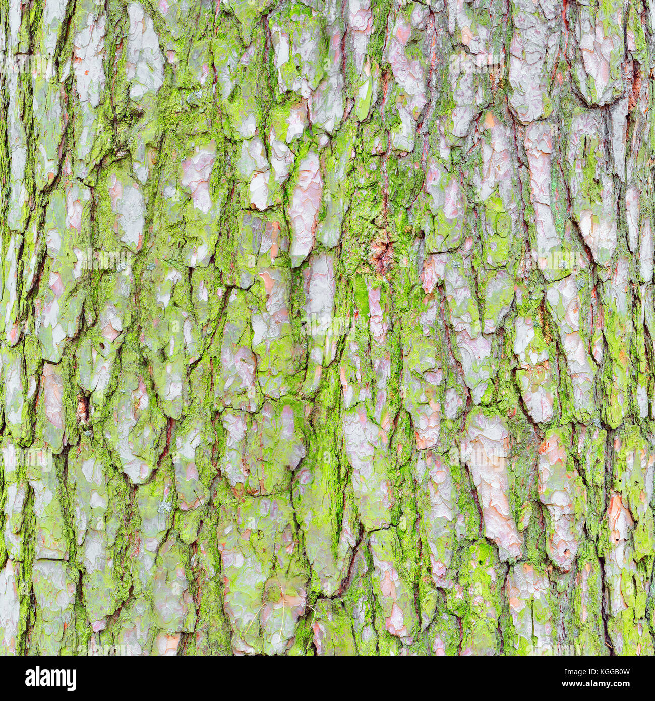 Pine tree bark texture. Surface of the tree trunk Stock Photo - Alamy