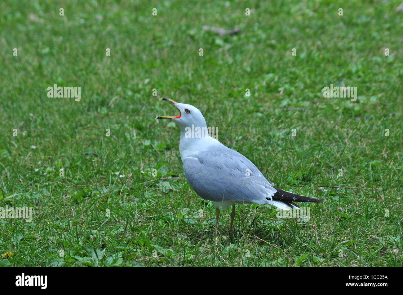 seagull hungry on green grass Stock Photo - Alamy