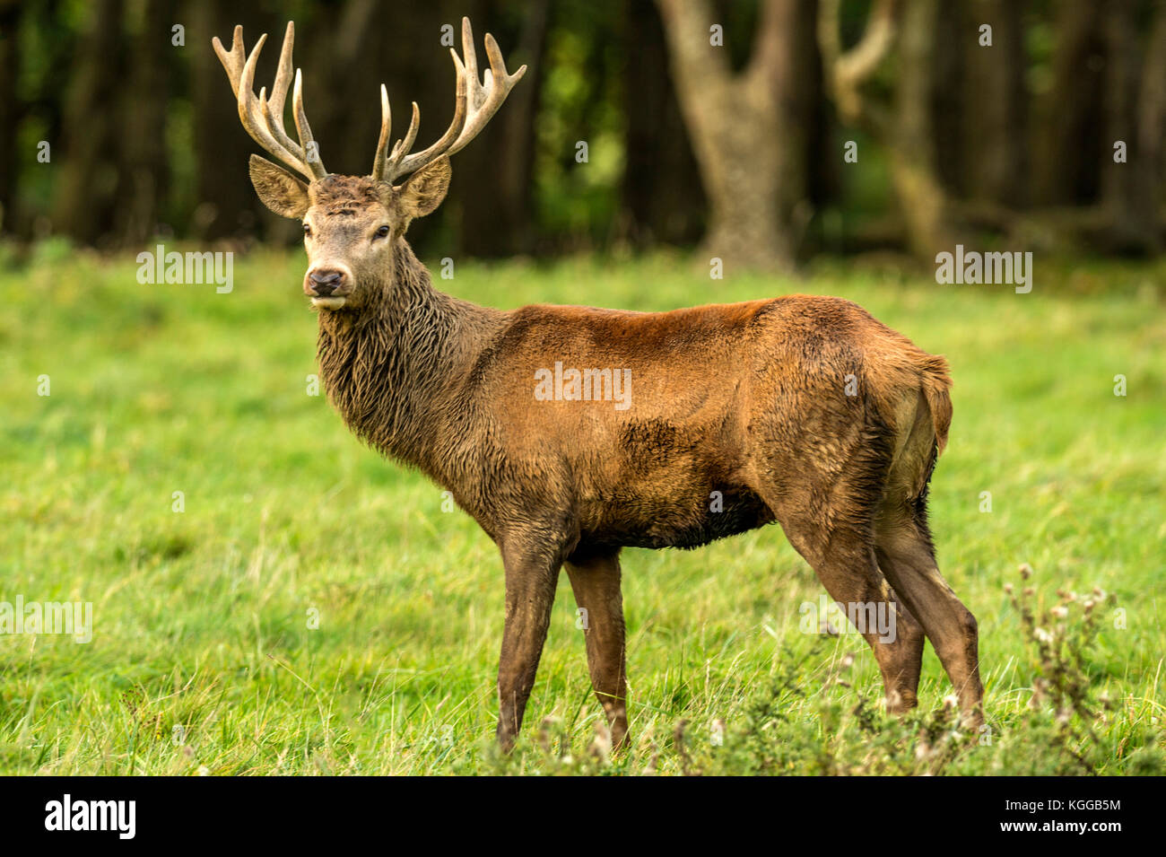 Old world deer hi-res stock photography and images - Alamy