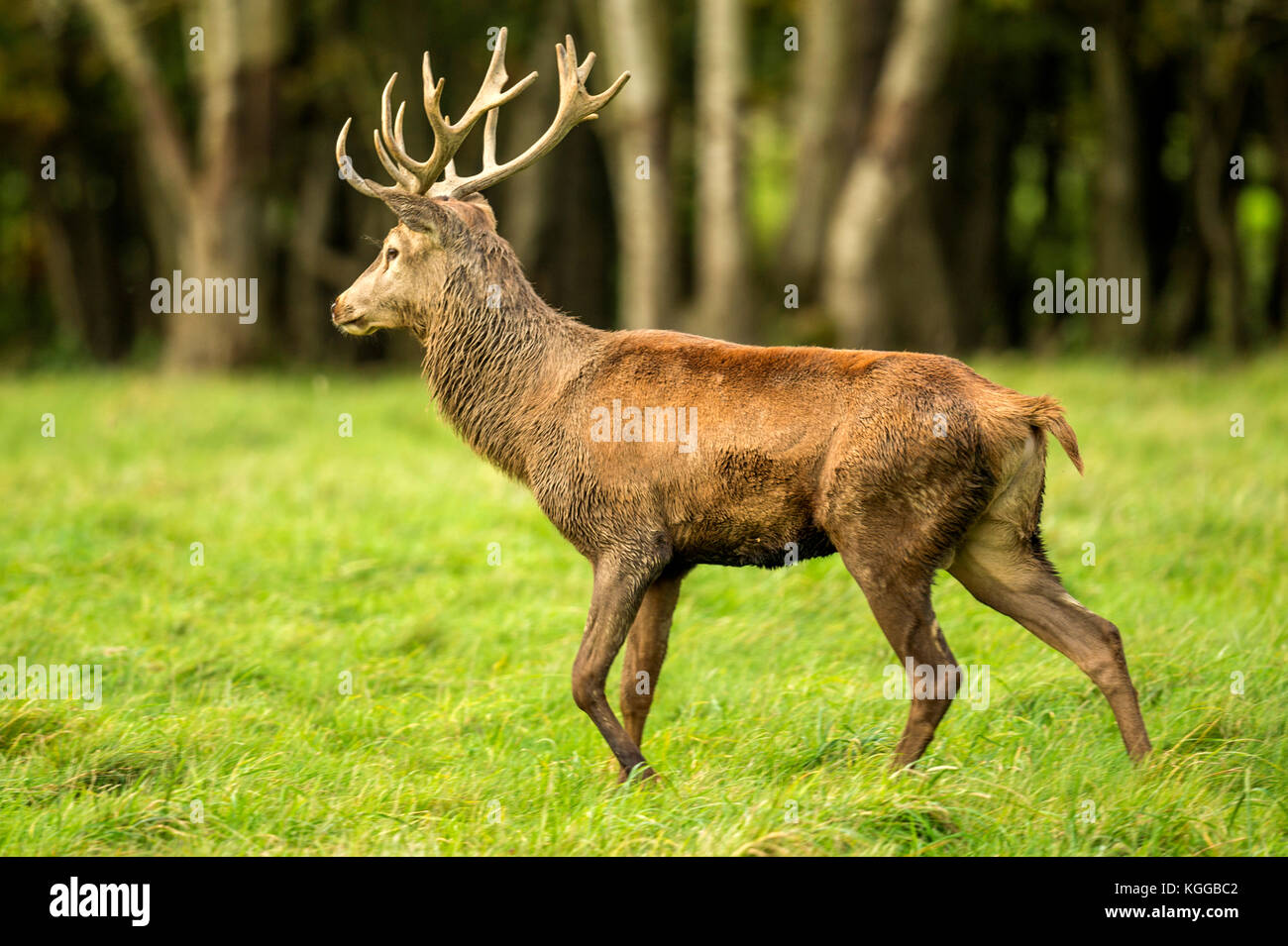 Female hinds hi-res stock photography and images - Alamy