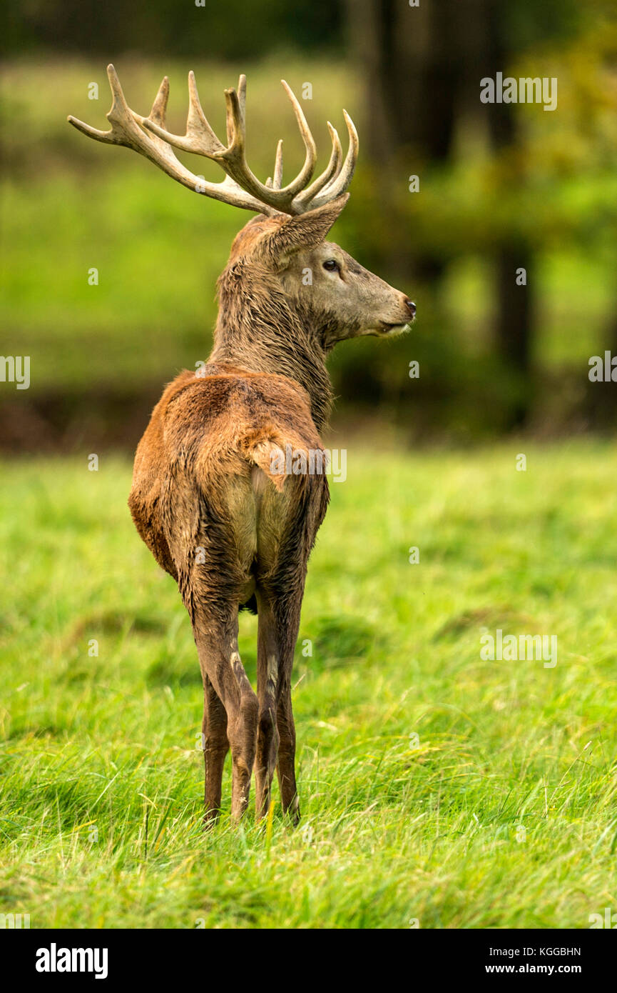Autumn Red Deer Rut.Image sequence depicting scenes around male Stag's ...