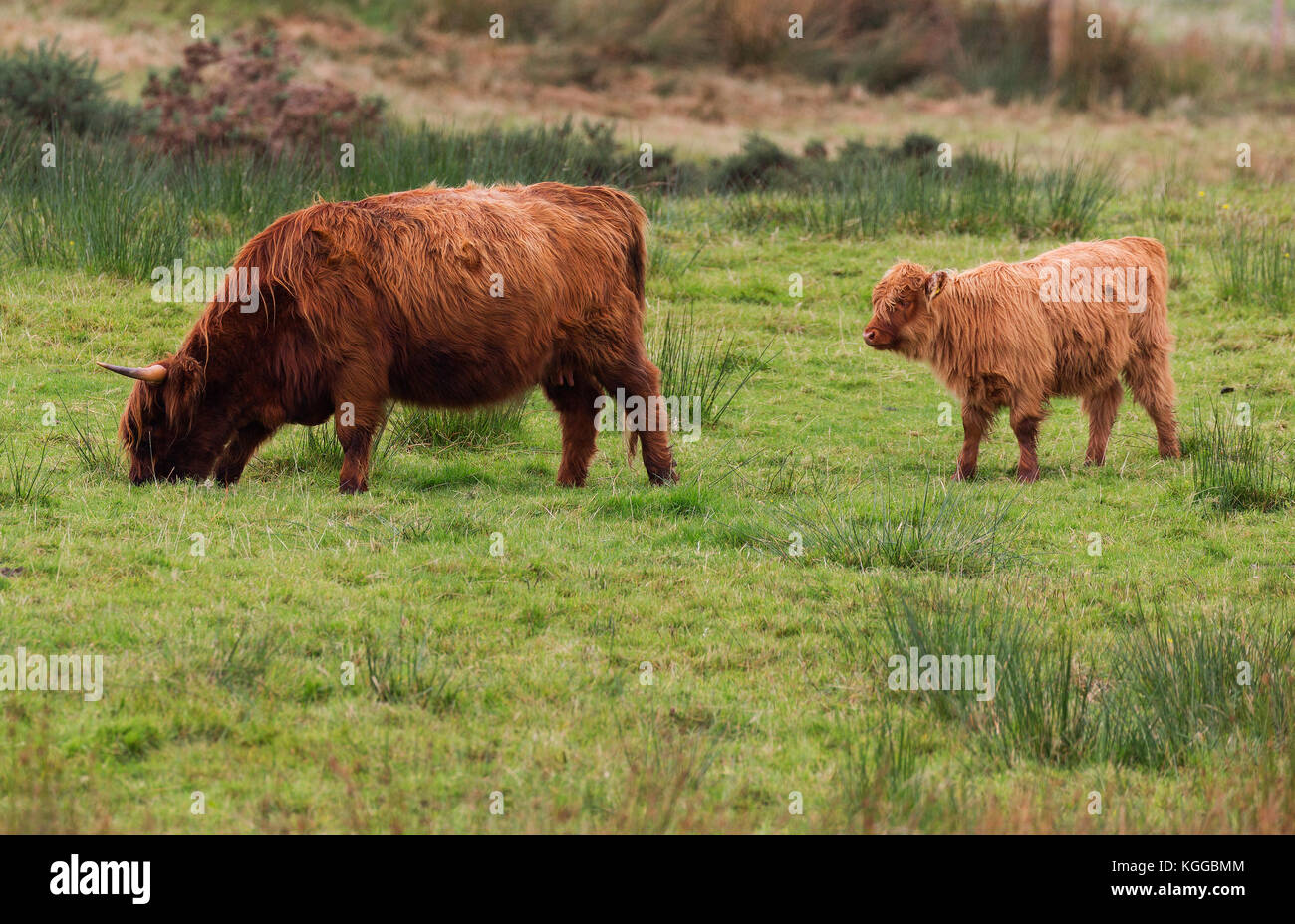 Scottish Highland cattle grazing in a field and pasture on the Isle of ...