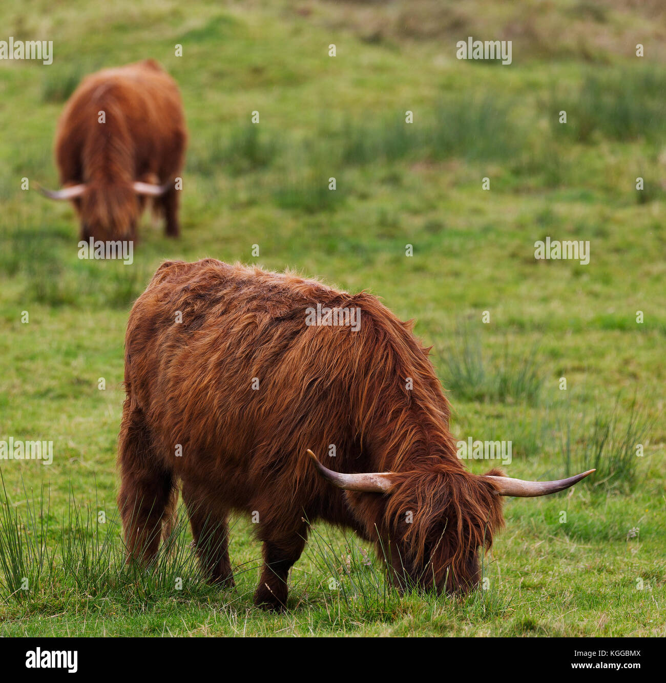 Scottish Highland cattle grazing in a field and pasture on the Isle of ...