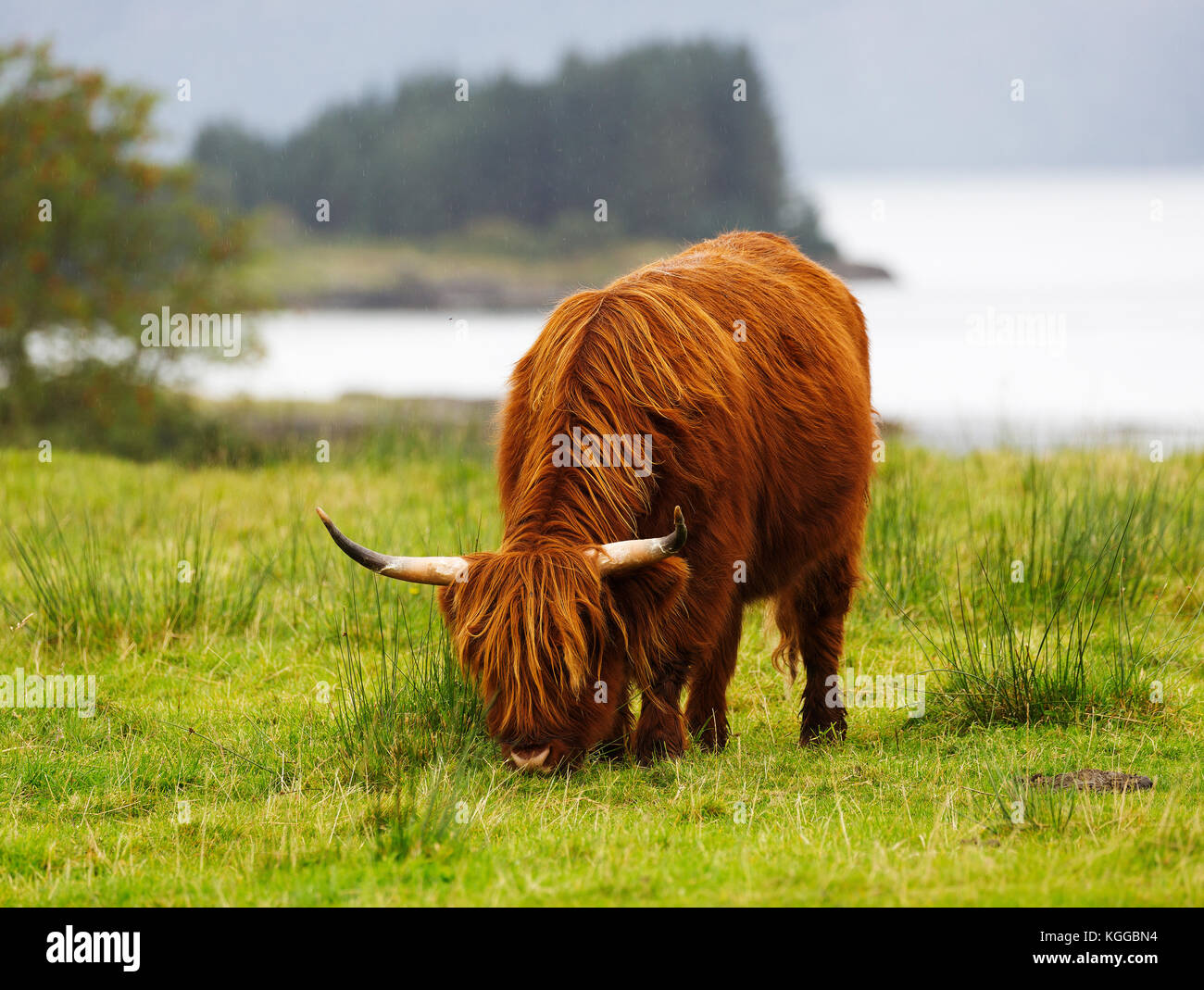 Scottish Highland cattle grazing in a field and pasture on the Isle of ...