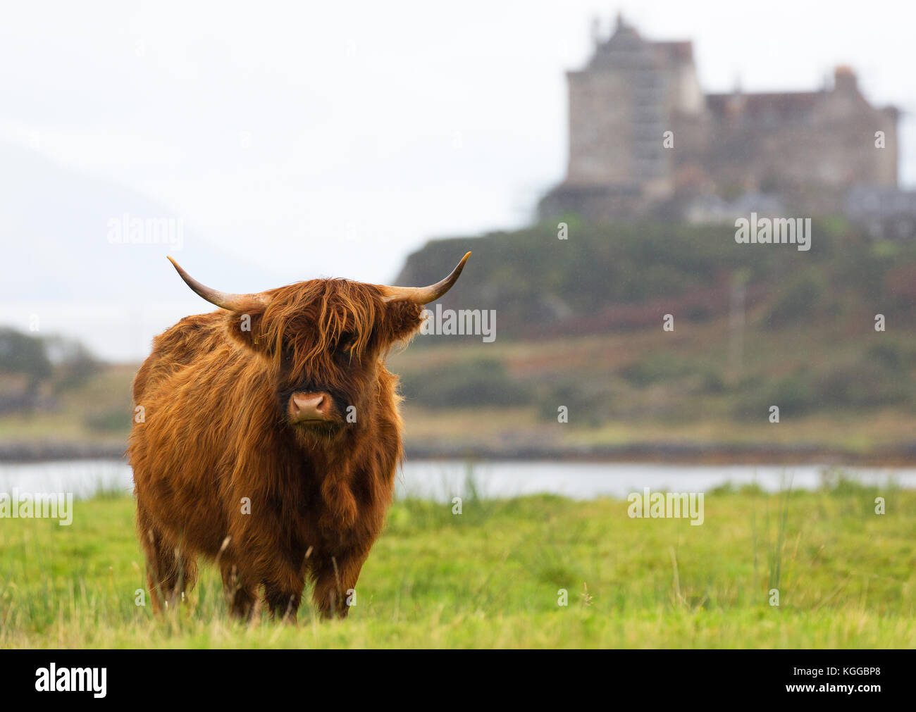 Scottish Highland cattle grazing in a field and pasture on the Isle of ...