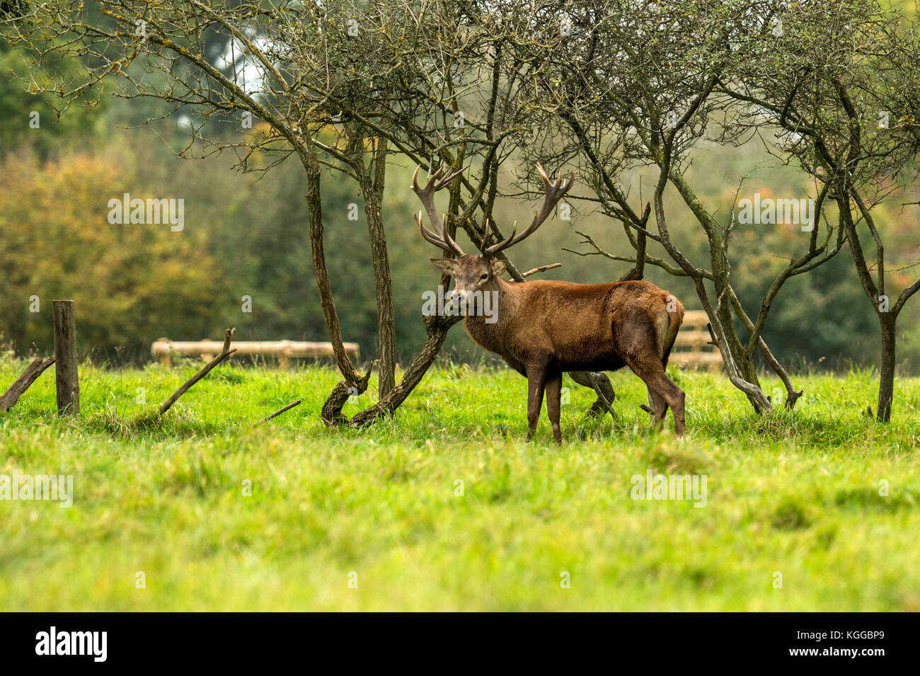Autumn Red Deer Rut.Image sequence depicting scenes around male Stag's ...
