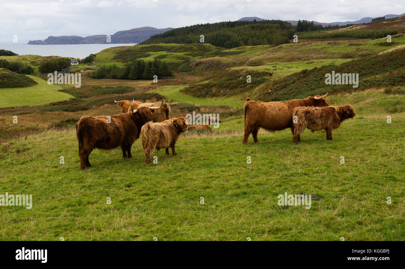 Scottish Highland cattle grazing in a field and pasture on the Isle of ...